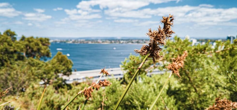 A Day in Kings Park: Unveiling the Splendors of Perth's Urban Oasis ...
